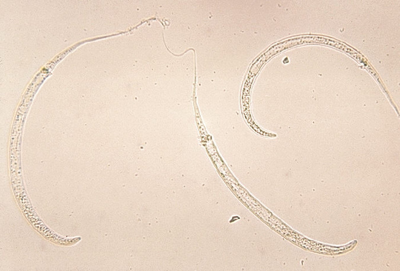 Dogs Thwart Effort to Eradicate Guinea Worm | Scientific American