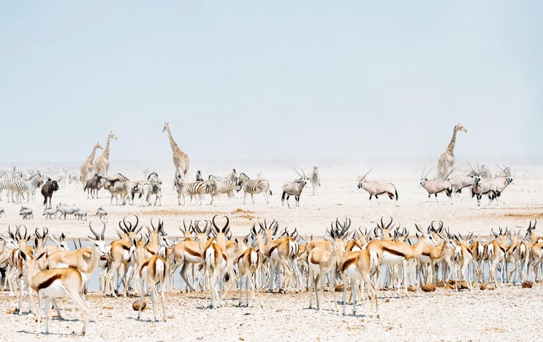 The Battle for the Soul of Biodiversity - Scientific American