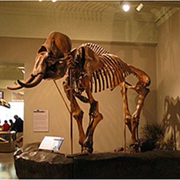 Scientists Sequence Half the Woolly Mammoth's Genome - Scientific American