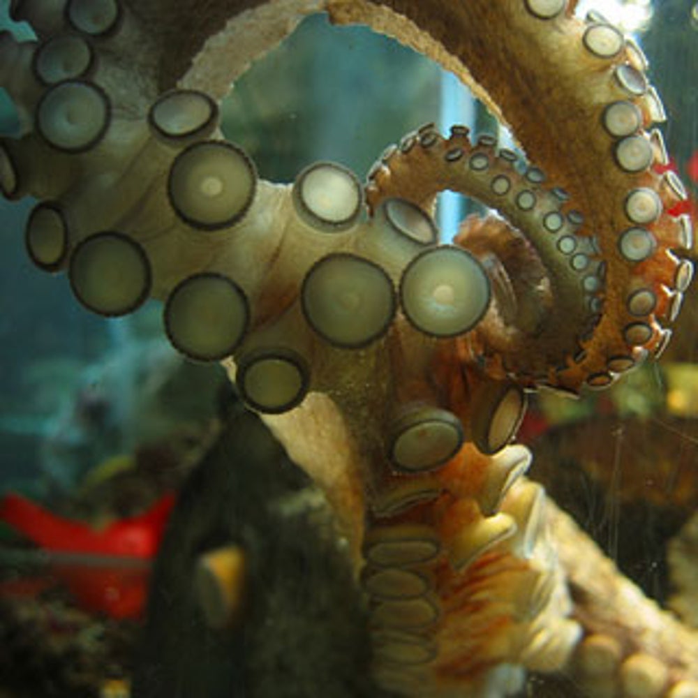 Are octopuses smart? | Scientific American