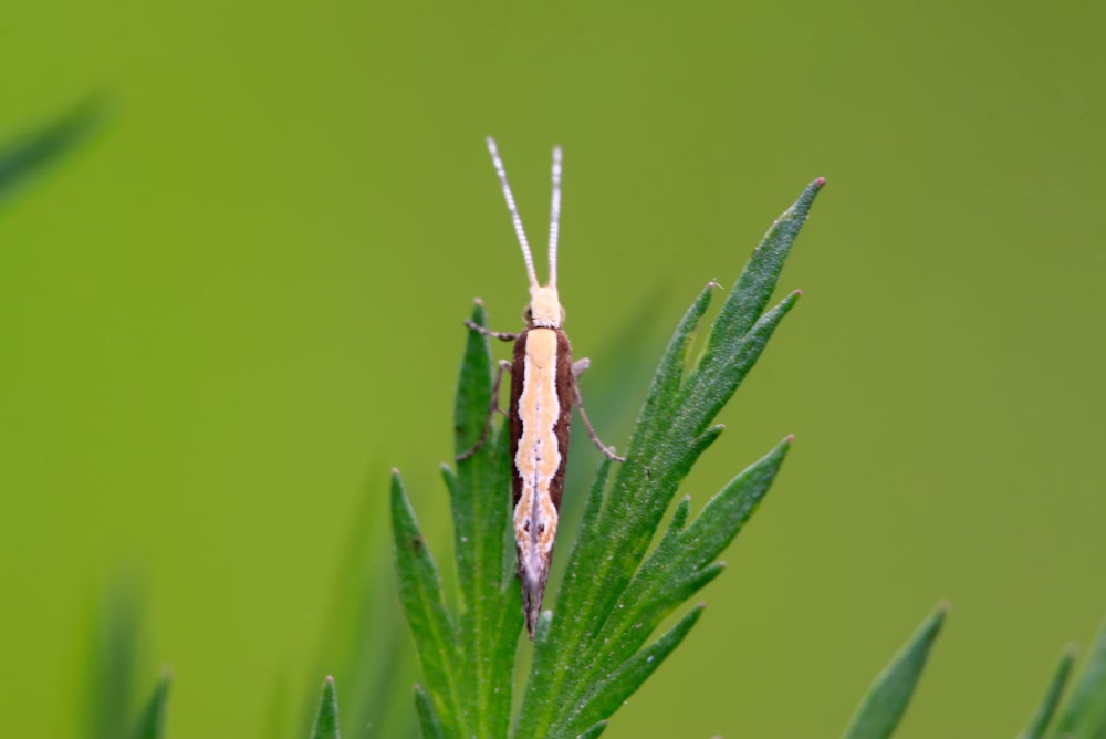 Sex Battle in the Sky: Genetically Modified Moths to Take Flight in New ...