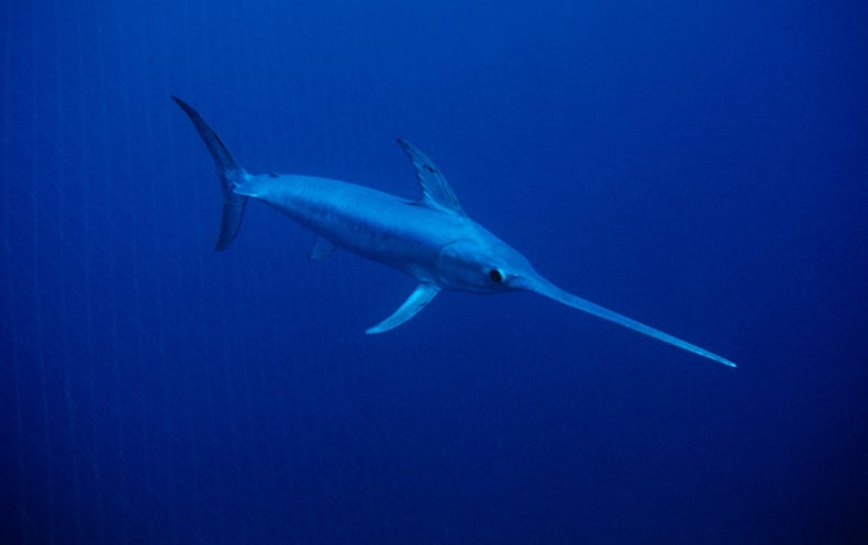 Swordfish Grease Themselves to Cut through Water - Scientific American