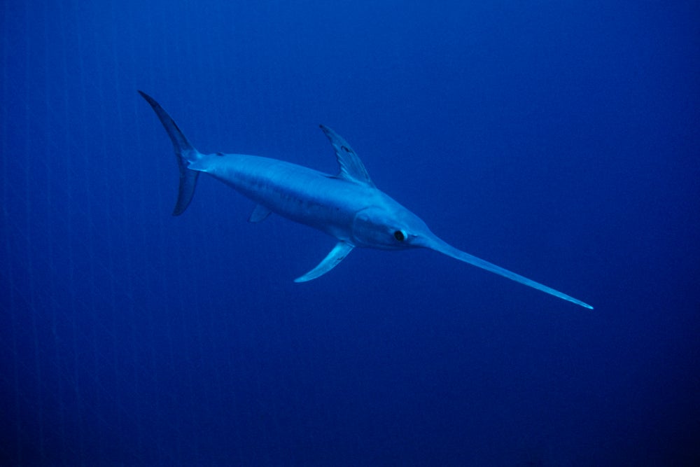 Swordfish Grease Themselves to Cut through Water | Scientific American