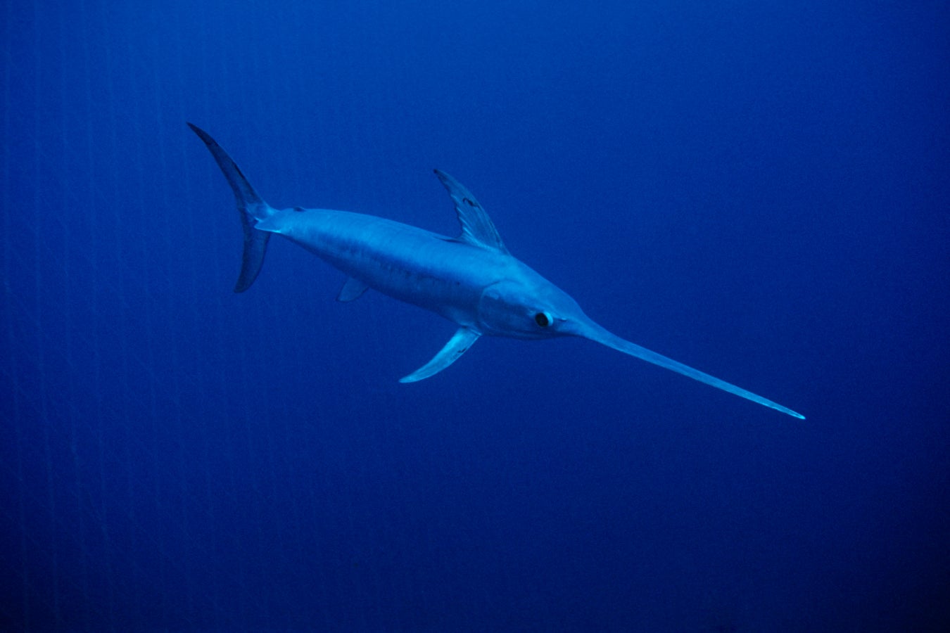 Swordfish Grease Themselves to Cut through Water | Scientific American