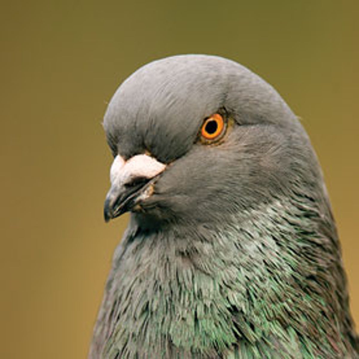 Animal Instincts: Are Creatures Better Than Us at Computation ...