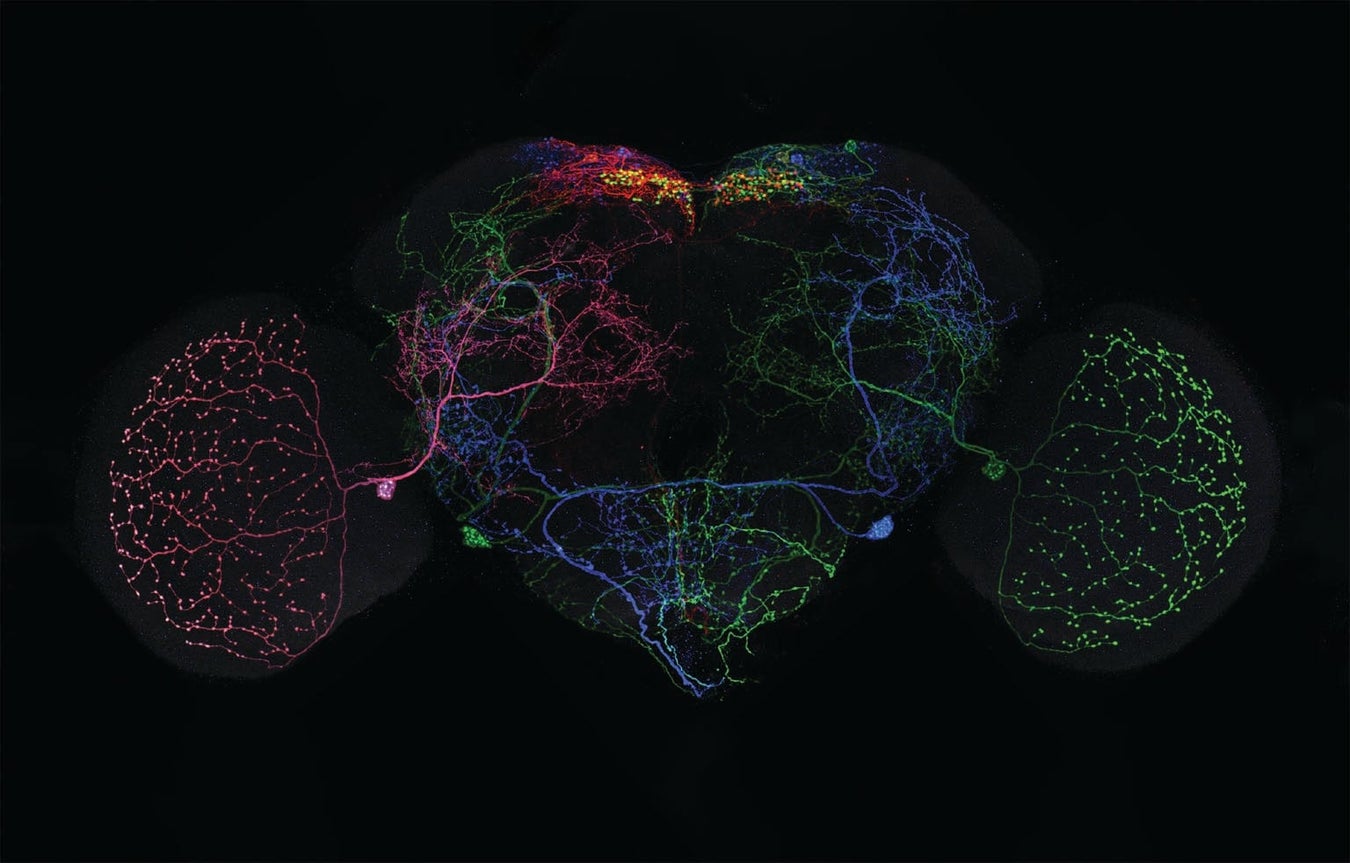 See an Amazingly Detailed Map of the Fruit Fly Brain | Scientific American
