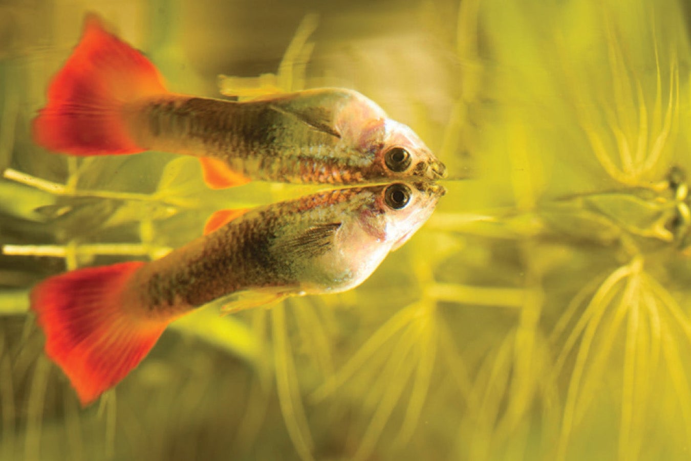The Matador in Your Fish Tank | Scientific American