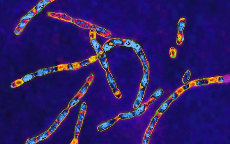 Will the Thawing of Arctic Ice Release Diseases? - Scientific American