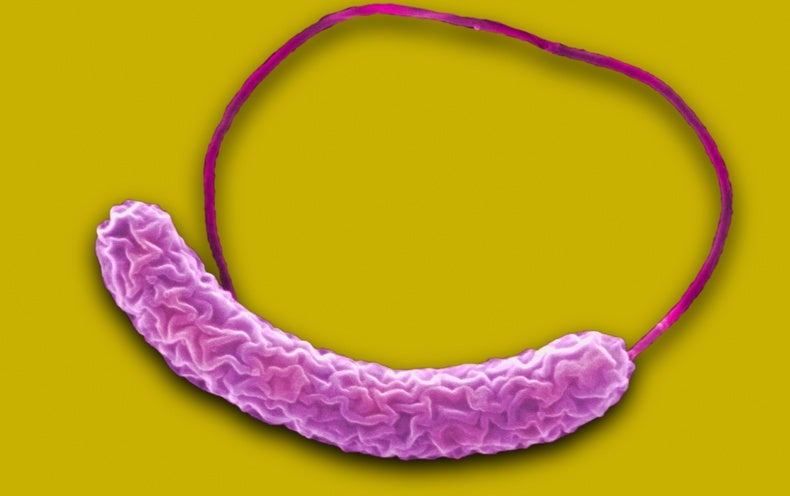 New Probiotic Cholera Vaccine Can Outrace the Infection's Rapid Spread ...