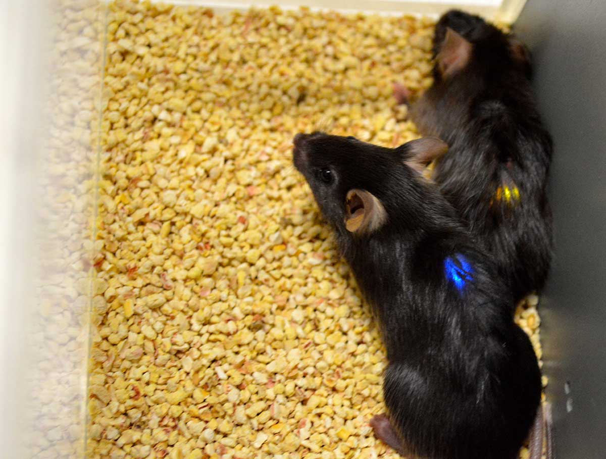 Revolutionary Neuroscience Technique Slated for Human Clinical Trials ...