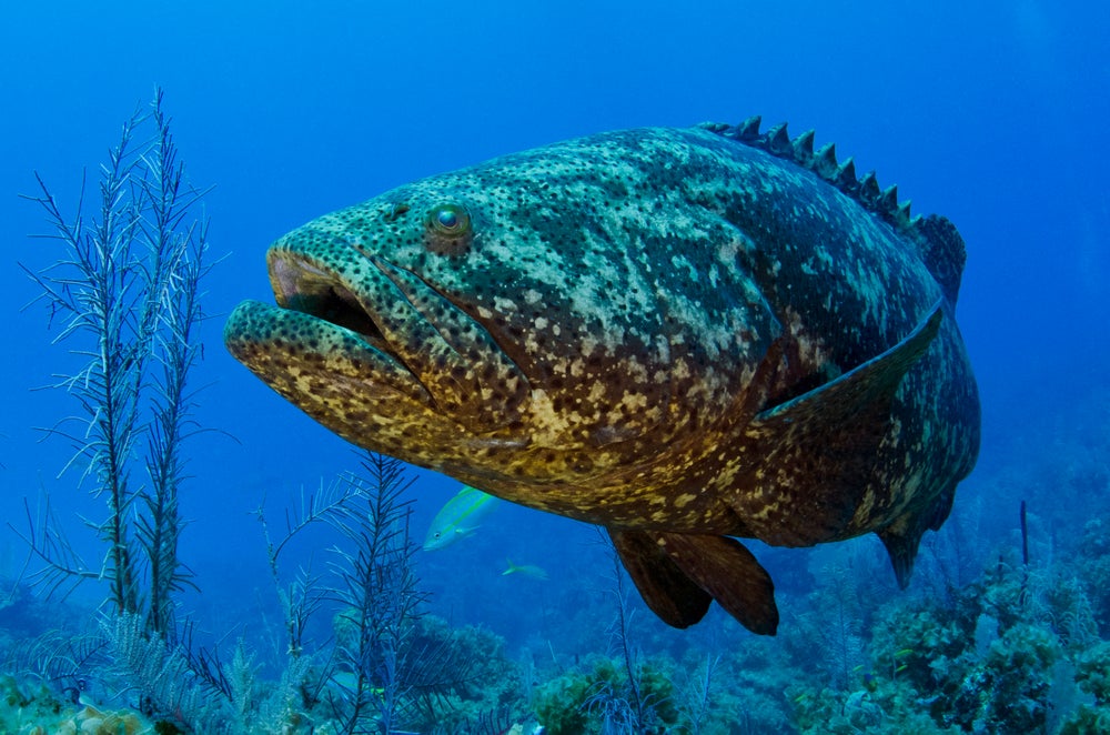 Military Tries Out Fish as Underwater Spies | Scientific American