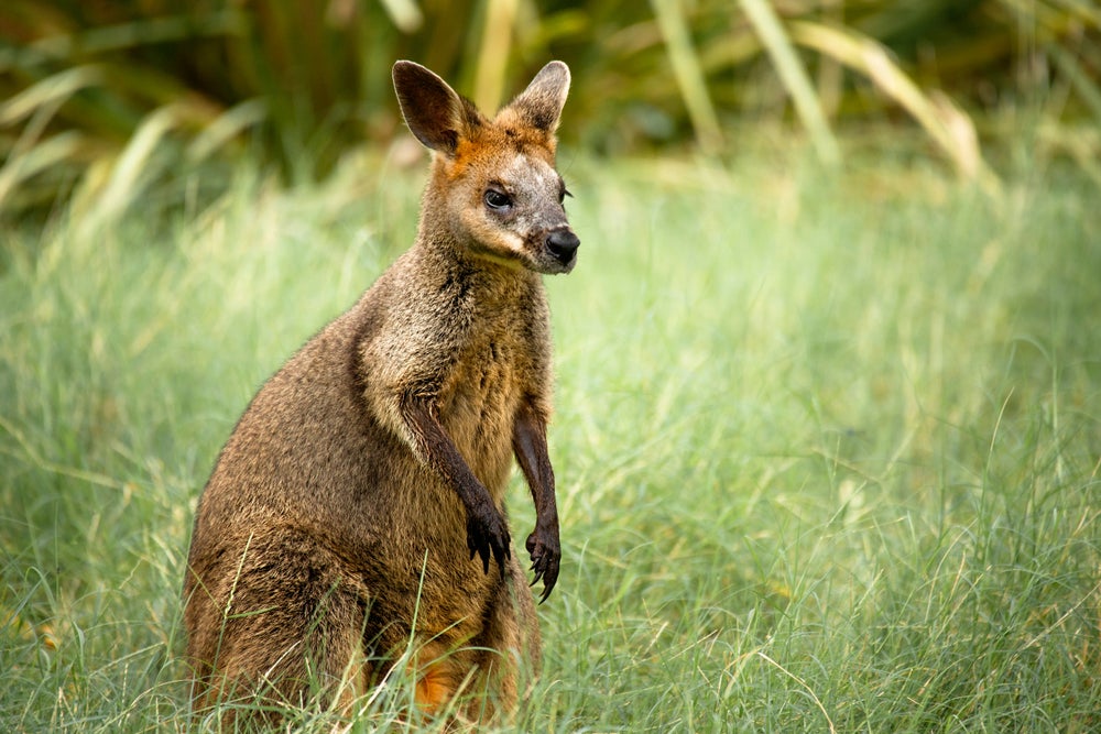 Swamp Wallaby Reproduction Give Tribbles a Run | Scientific American