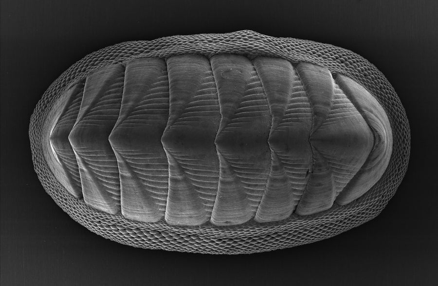 Flexible Armor Inspired by Mollusks Better Defends Joints | Scientific ...