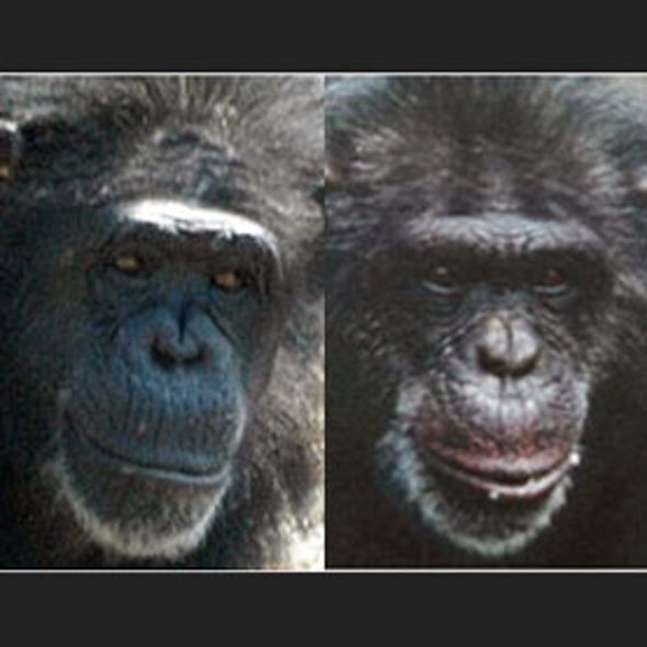 Sussing Out Simians: Humans Can Accurately Size Up a Chimp's ...