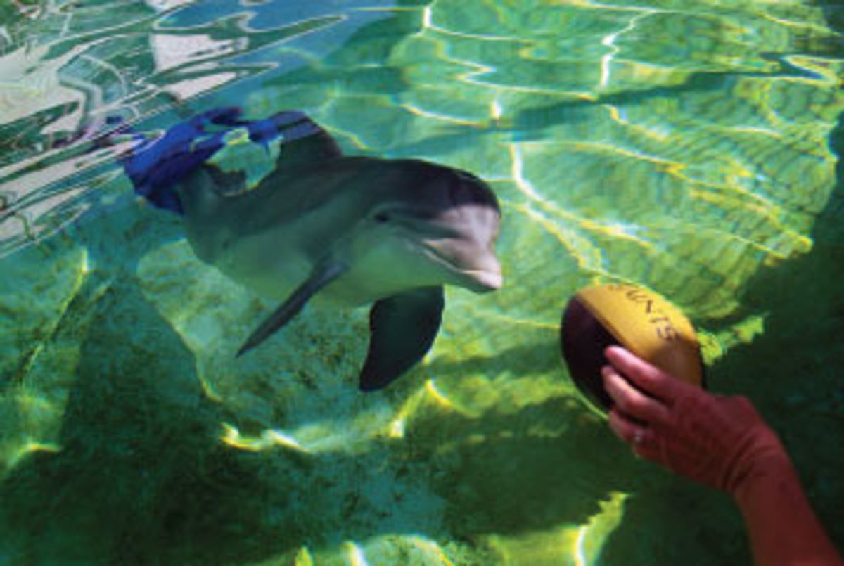 Can Animals or Computers Have Metacognition? | Scientific American