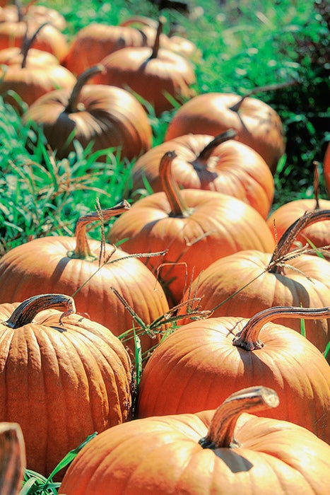 Pumpkin Lovers Face Slim Pickings, Thanks to Climate Change ...