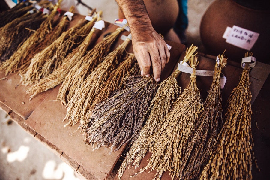 The Struggle to Save Heirloom Rice in India | Scientific American