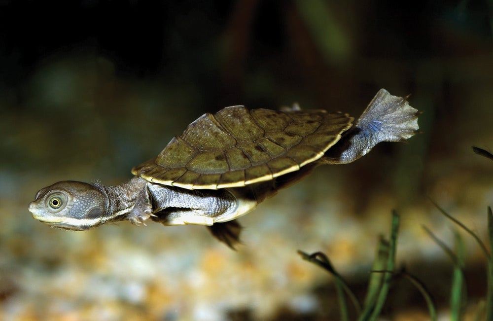 As Predicted, Some of Australia's Turtles Are Going Extinct ...