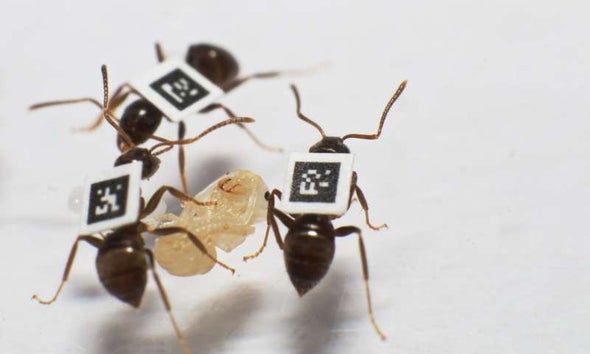 Ants Stick to Cliques to Dodge Disease - Scientific American