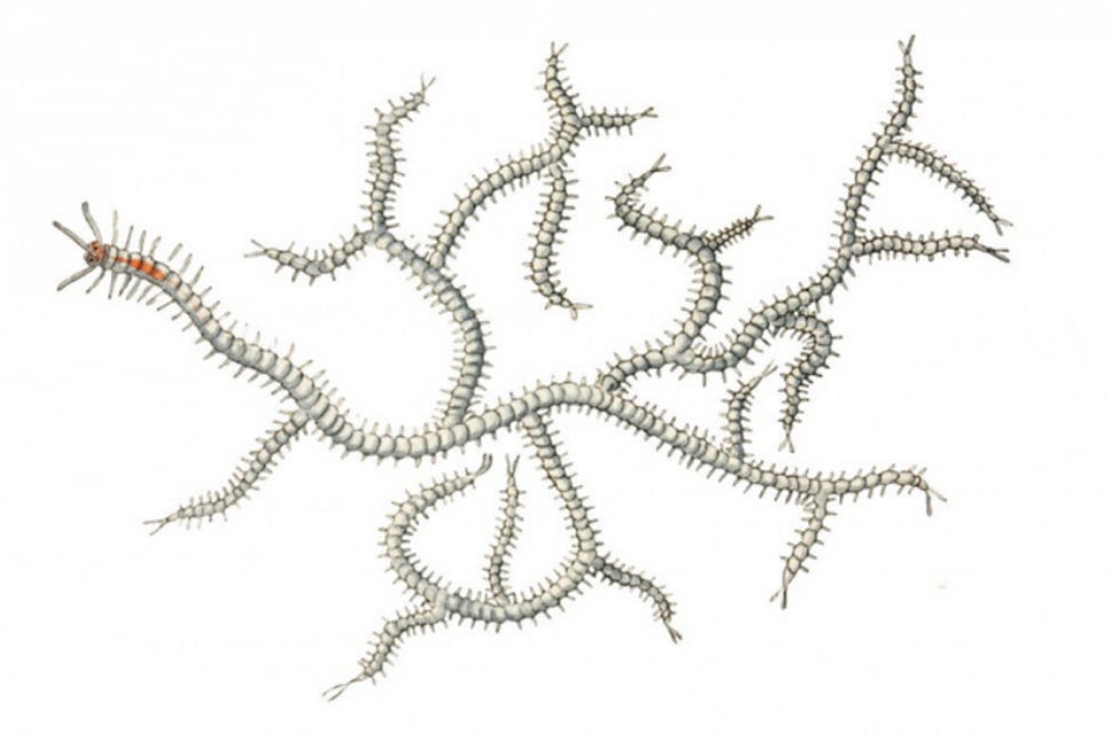 One Head, 1,000 Rear Ends: The Tale of a Deeply Weird Worm | Scientific ...