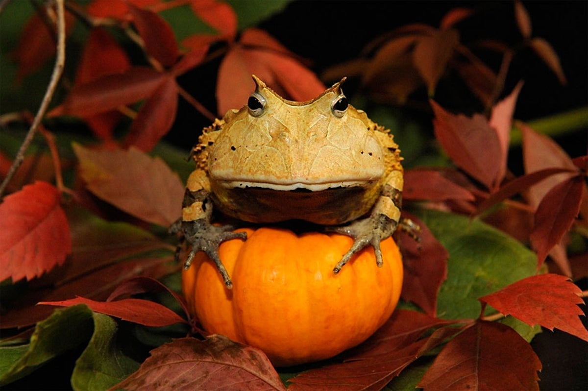 One scary Halloween frog | Scientific American