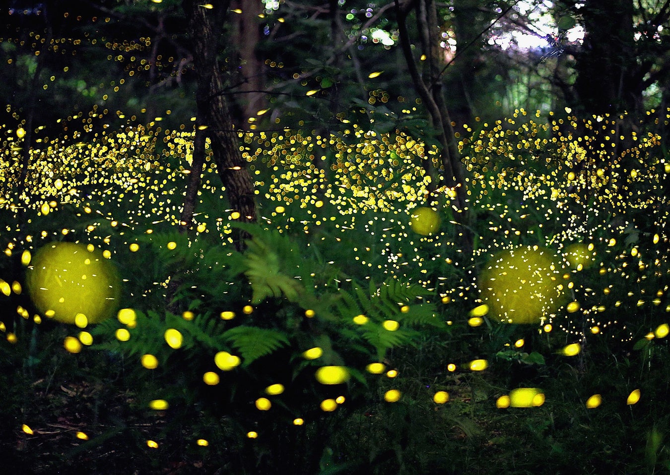 How and why do fireflies light up? | Scientific American