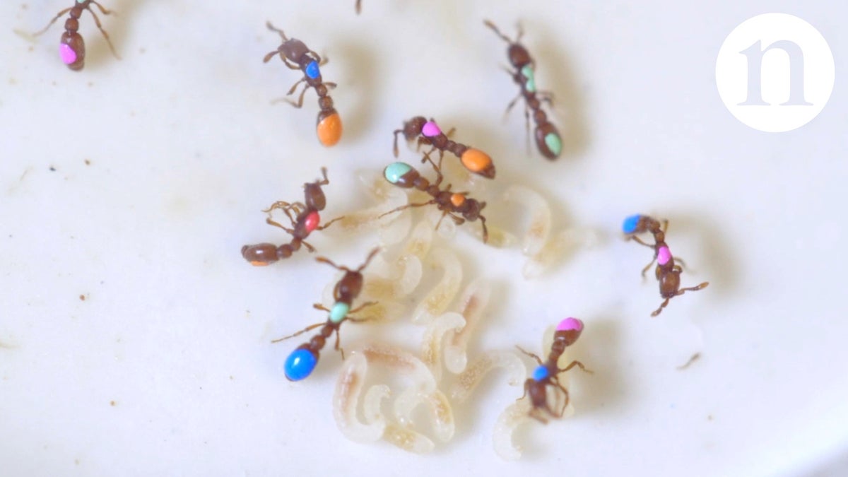 Inside the Ant Lab: Mutants and Social Genes | Scientific American