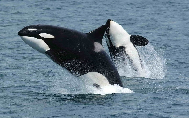Orca Quickly Learns to Mimic Human Speech - Scientific American