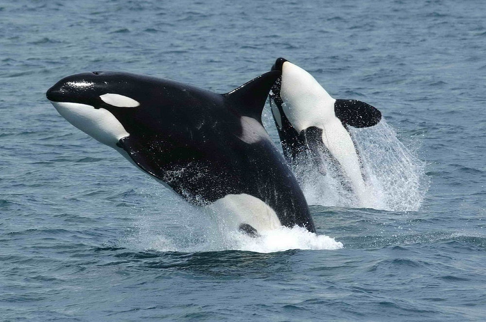Orca Quickly Learns to Mimic Human Speech | Scientific American