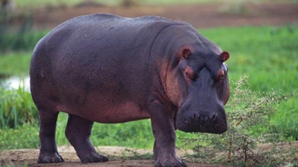 Hippo Dung Fouls Up Freshwater Fisheries - Scientific American