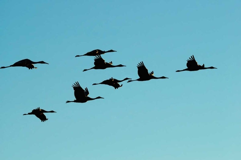 Plight of the Long-Distance Flyers - Scientific American