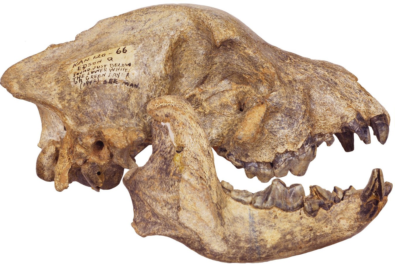 "Bone-Crushing" Dogs Left Evidence in Their Poop | Scientific American