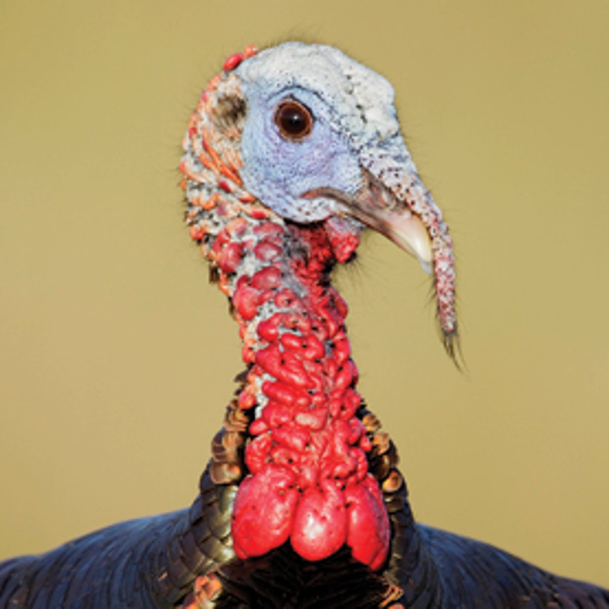 To Breed a Better Bird | Scientific American