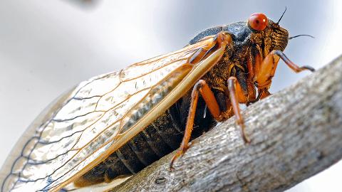 Cicadas - Making Sense of the 17-Year Emergence - Scientific American
