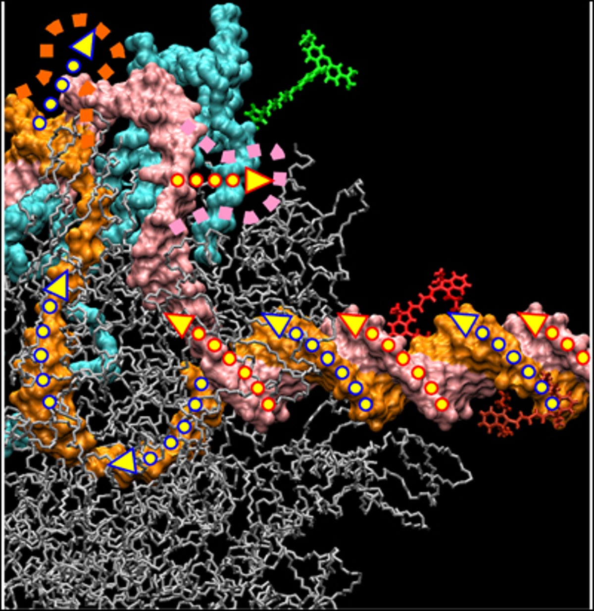 DNA Scrunchie | Scientific American