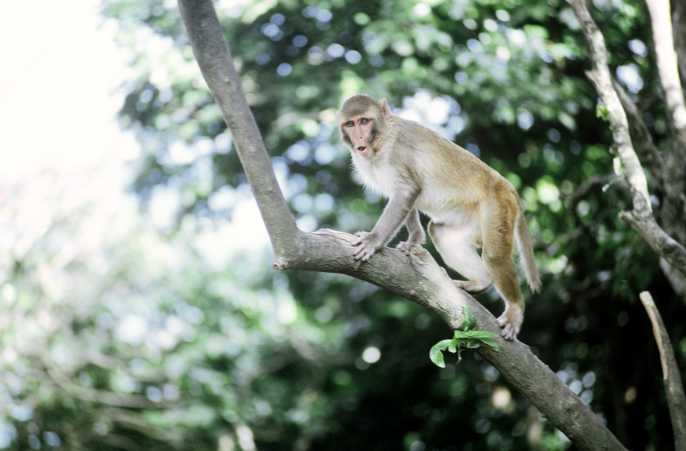 A Natural Disaster Made Monkeys Age Faster | Scientific American