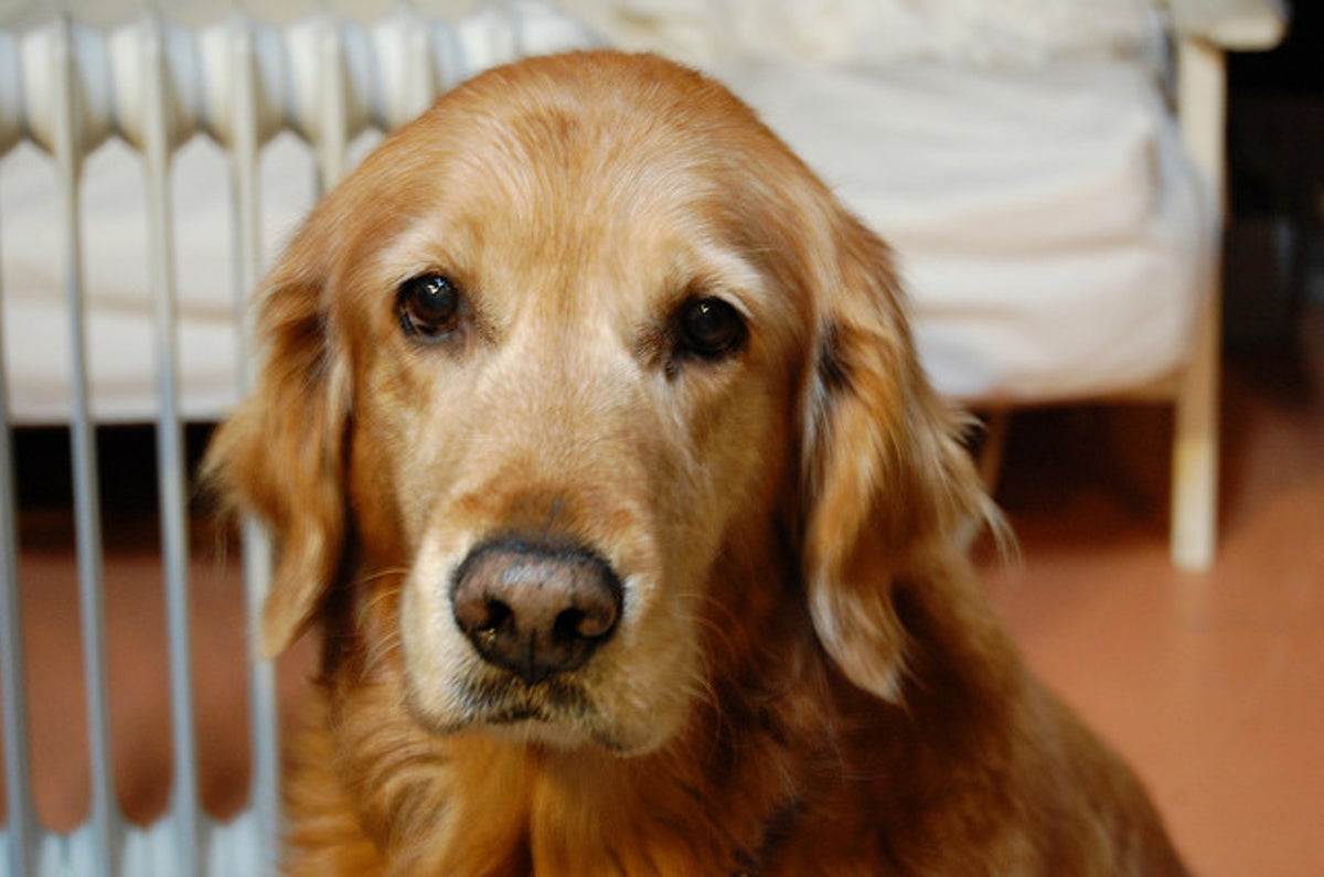 Puppy Bred to Have Muscular Dystrophy Saved by Surprise Mutation ...