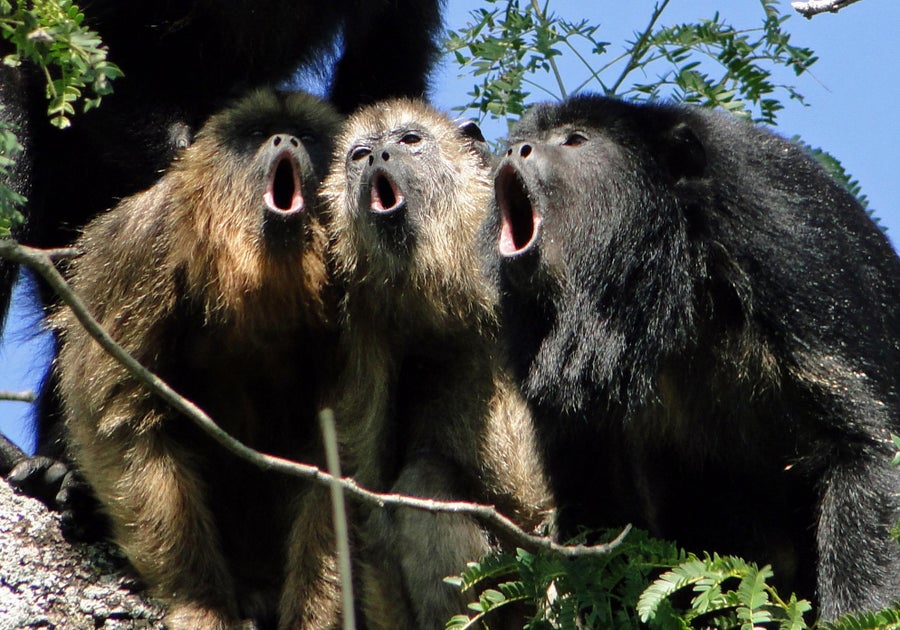 Howler Monkeys Trade Testicles for Decibels | Scientific American