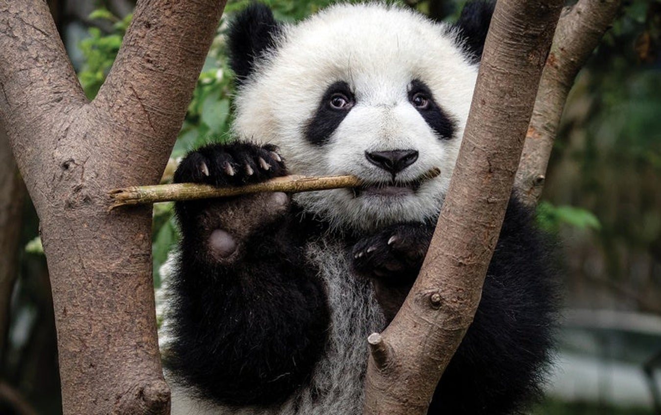 Ancient Panda ‘Thumb’ Matches Modern Version | Scientific American