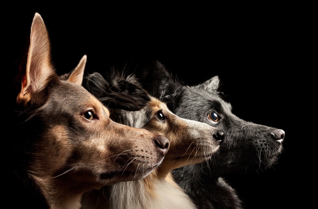 Canine MRIs Sniff Out How Human Preferences Shaped Dogs' Hallmark ...