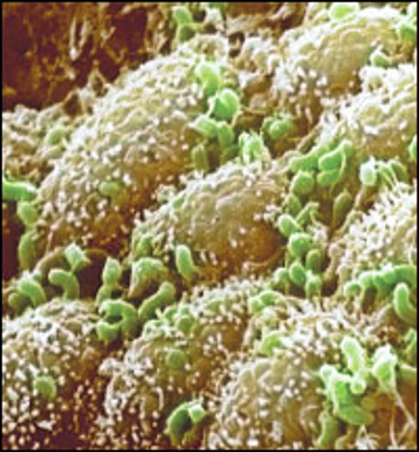 Bugs And Drugs Scientific American
