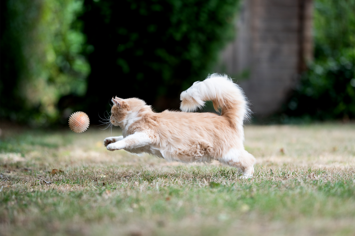 Cats Play Fetch, Too--But Only on Their Own Terms | Scientific American