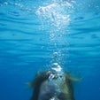 How the Dive Reflex Extends Breath-Holding - Scientific American