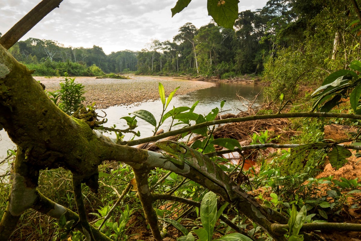 How Much of the World's Protected Land Is Actually Protected ...
