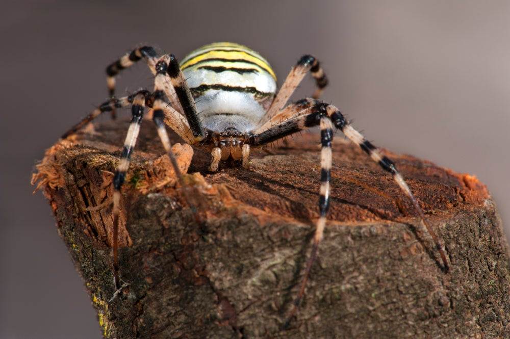 Which Species Will Survive Climate Change? | Scientific American