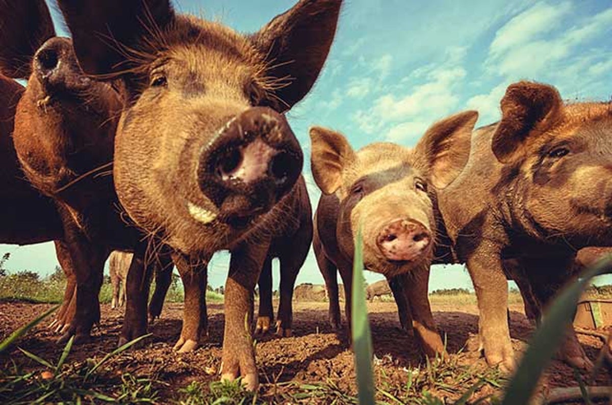 New "Superbug" Gene Found in Animals and People in China | Scientific ...