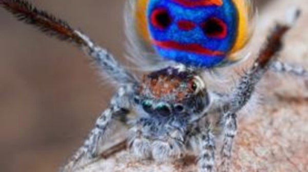 The Unusual Mating Dance of the Colorful Peacock Spider - Scientific ...