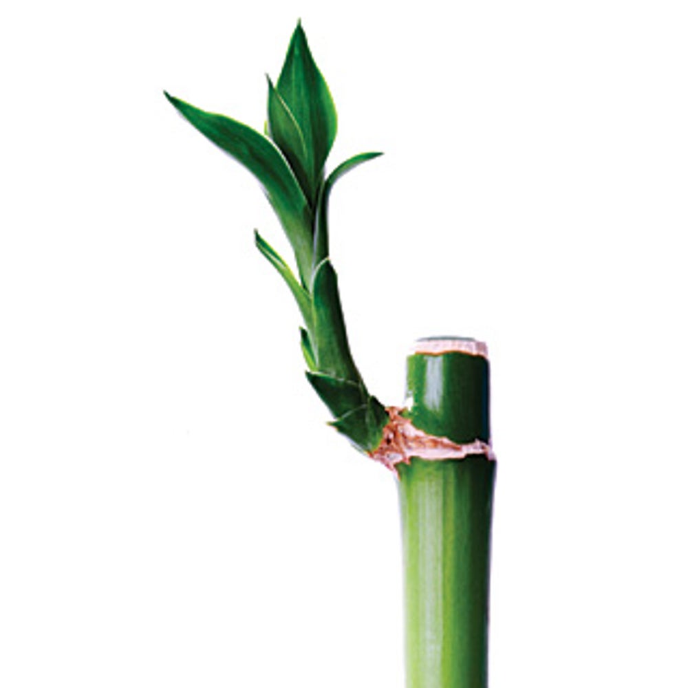 Bamboo Boom: Is This Material for You? | Scientific American