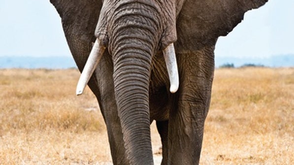 Where's My Elephant? High-Tech Collars Track Wildlife in Real Time ...