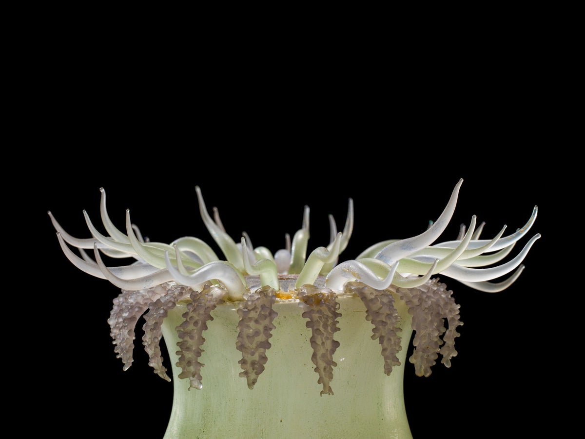 Stunning 19th-Century Glass Models Teach Scientists about the Ocean's ...